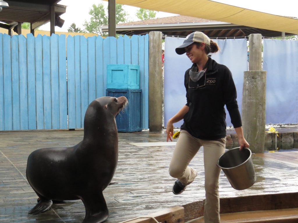 Get up close and personal with sea lions at the Columbus Zoo’s newest ...